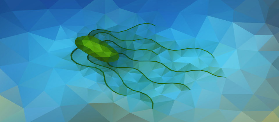 How did Salmonella bacteria get their name? | Office for Science and ...